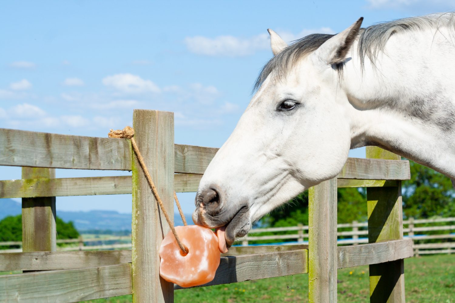 Equids | Sites web