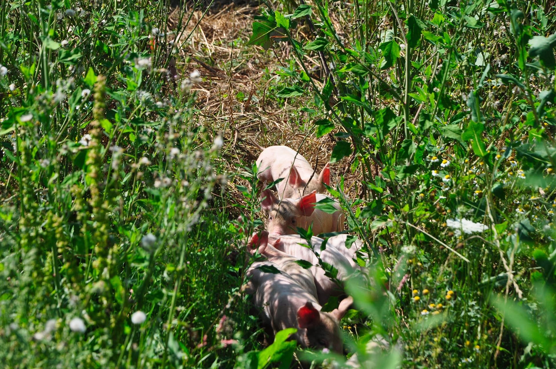 Le Perroux — Terre de Liens