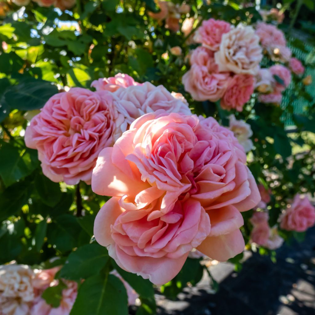 Rosa Alchymist - Rosier grimpant | Votre wishlist sur Listy