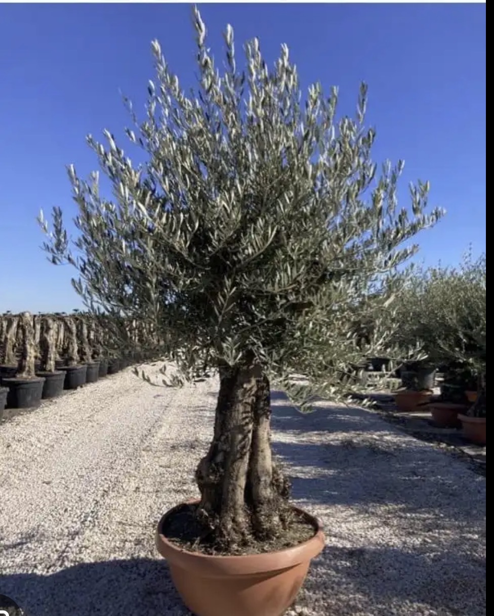 Olivier | Votre wishlist sur Listy