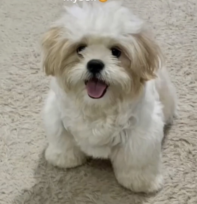 Un chien | Votre wishlist sur Listy