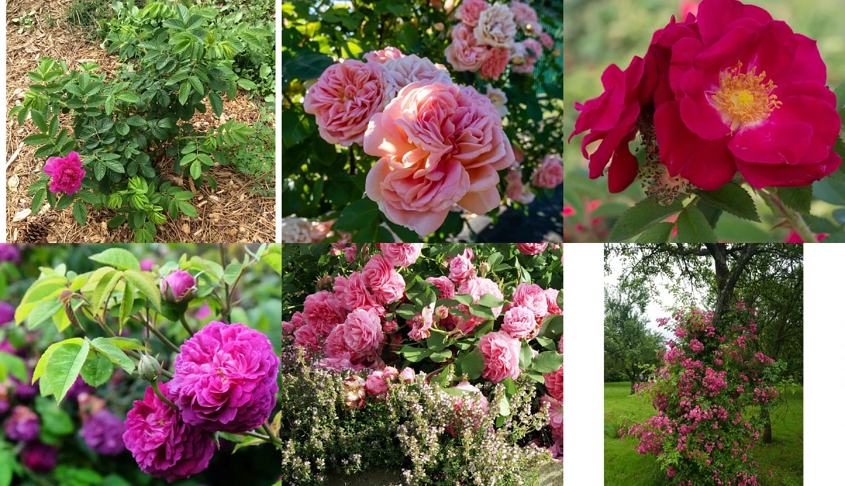 Plantes | Votre wishlist sur Listy